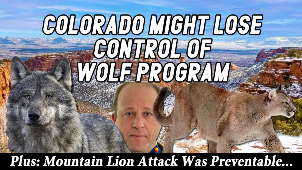 Federal Gov’t to Take Over Wolf Program in Colorado?! State has Limited ...